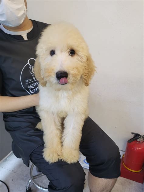 싸개싸개 무료강아지분양사이트