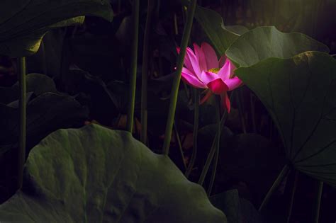 Lotus Flower Plant Free Photo On Pixabay