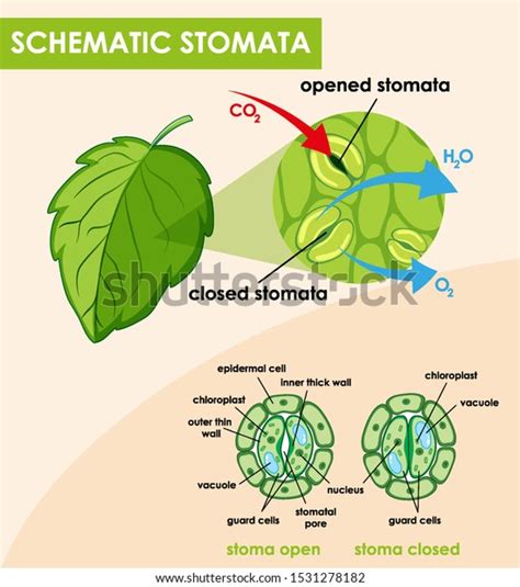 Diagram Showing Schematic Stomata Illustration Stock Vector Royalty Free 1531278182 Shutterstock