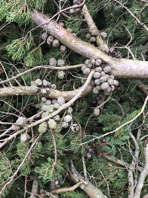 Tree Identification General Chat Arbtalk The Social Network For Arborists