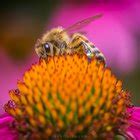 MacroPorn XXXL Small Things MacroPorn XXXL Small Things