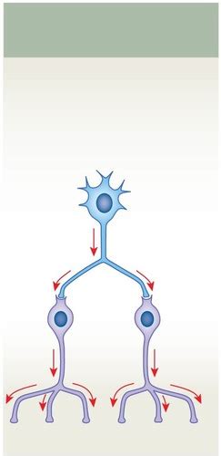 Neural Circuts Flashcards Quizlet