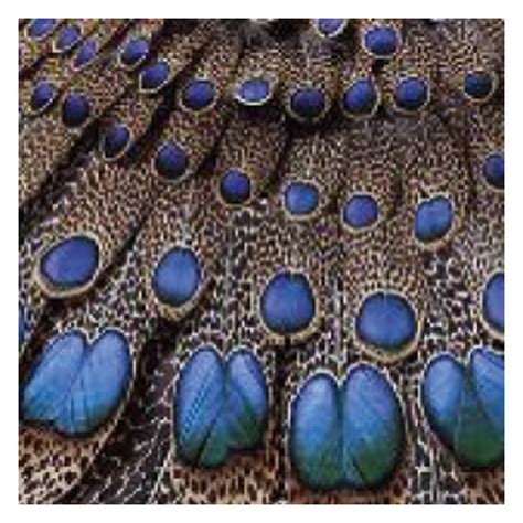 An Example Of Texture Synthesizability Assessment The Number Under