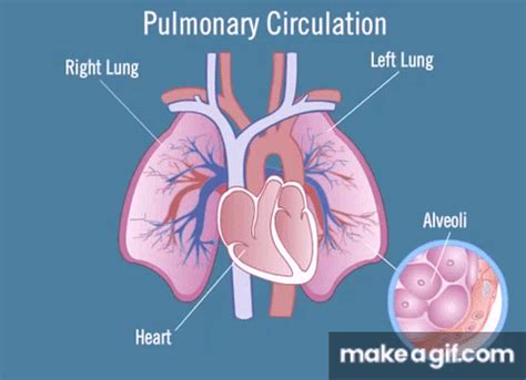 Pulmonary Circulation On Make A 