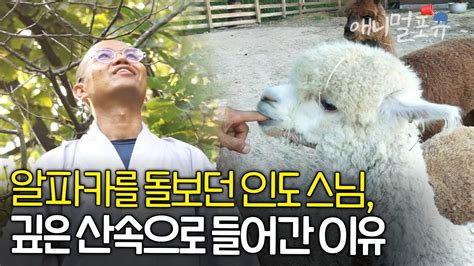 인도에서 온 외국인 스님이 알파카를 돌보다 깊은 산속으로 들어간 이유 Kbs 인간극장 2021 방송 Youtube