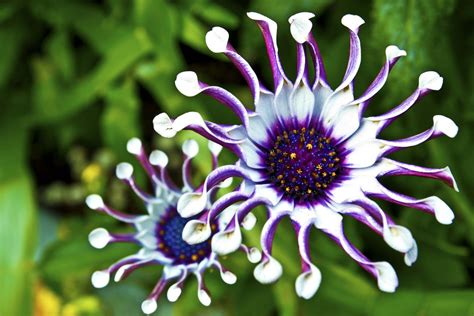 Coolest Looking Flowers