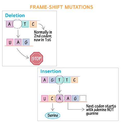 Cell Biology Glossary Dna Mutations Ditki Medical And Biological Sciences