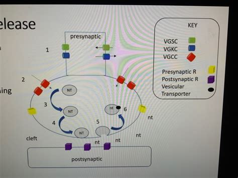 Neurotransmitter Release Flashcards Quizlet