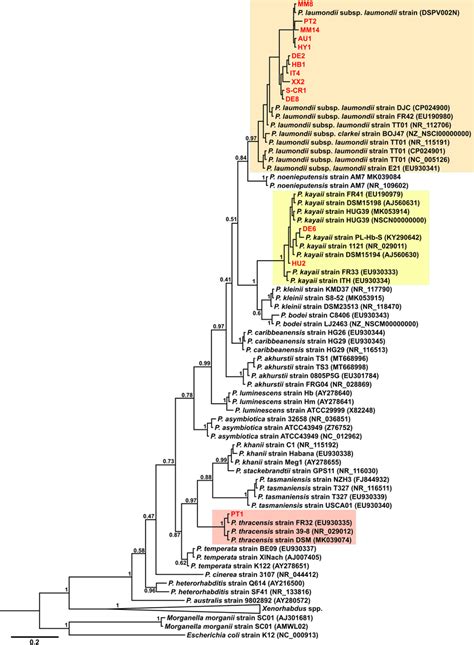 Phylogenetic Relationship Of Photorhabdus Spp Strains Built On 16 S Download Scientific