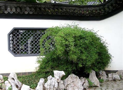 凤尾竹 常见园林植物 图片