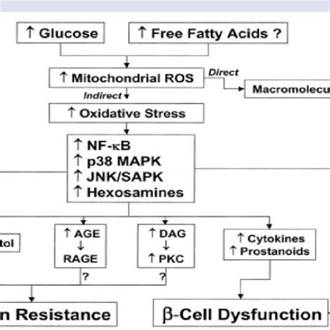 Insulin Resistance And β Cell Dysfunction Due To High Levels Of Glucose