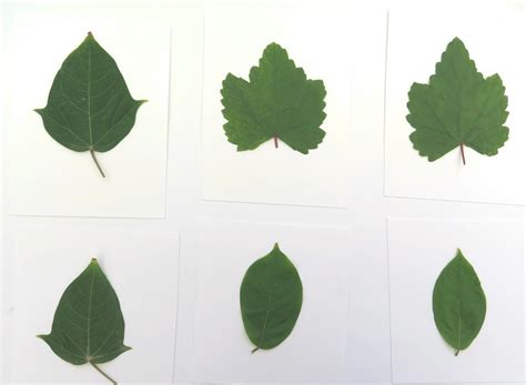 ٥ أنشطة للأطفال باستخدام أوراق الشجر مدونة أروى