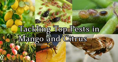 Spider Mite Infestations In Crops Identification Impact And Prevent