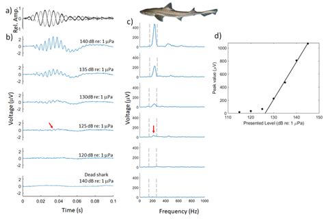 Characteristic Examples Of Speaker Generated Aep Waveforms With Download Scientific Diagram