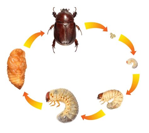 Life Cycle Of A Beetle