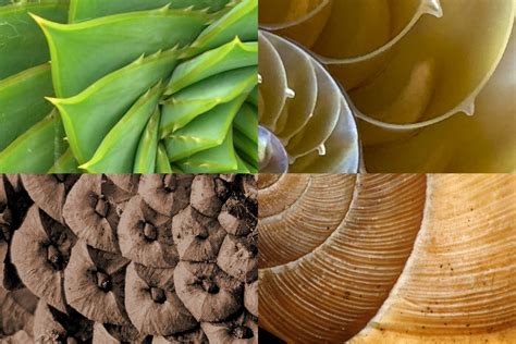 The Beauty Of Mathematics School Of Biological Sciences