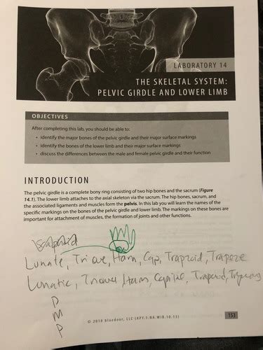 Lab SkeletalSystemPelvicGirdleLowerLimb Flashcards Quizlet