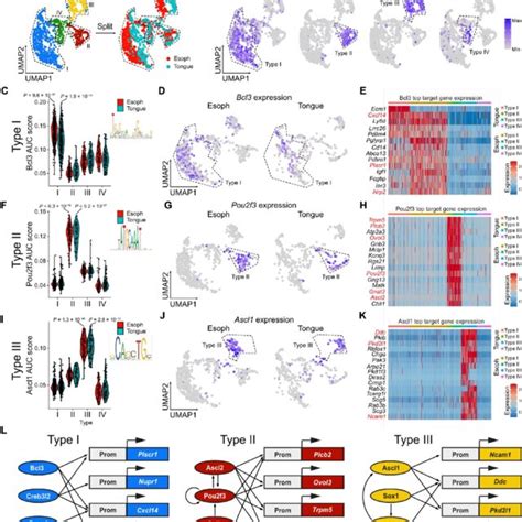 Characterization Of The Transcriptional Network Associated To Tb Download Scientific Diagram