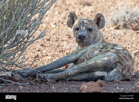 Spotted Hyena Aka Spotted Hyena Aka Laughing Hyena With Warty Skin