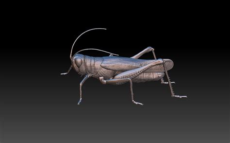 🦗 Grasshopper 3d Model・ Stl File For 3d Printing・cults