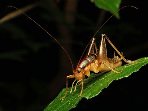 In Your Yard Crickets