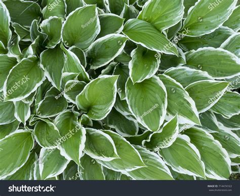 Green Plant With White Border