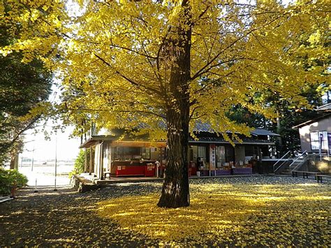 星宮神社 イチョウの紅葉 栃木県下野市