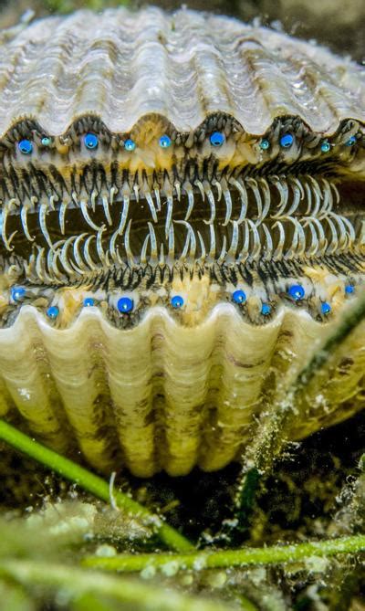 Meet The Bivalves Waterline