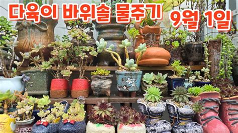 다육이 바위솔 물주기 관리하기 9월1일 Youtube