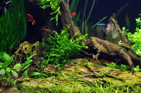 Layout 18 Tropica Tropica Aquarium Plants