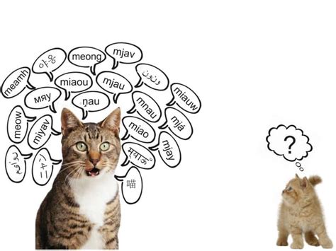 Automatic Language Identification Ppt