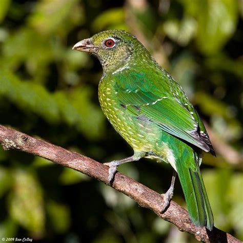 Green Catbird Alchetron The Free Social Encyclopedia