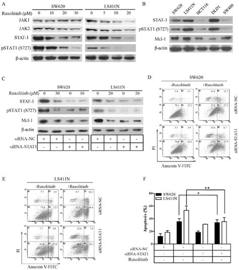 Serine Phosphorylated Stat1 Mediated Apoptotic Resistance In Human