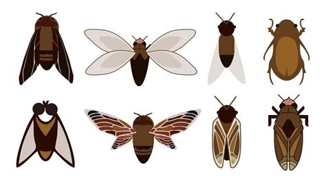 Cicada Vector Art Icons And Graphics For Free Download