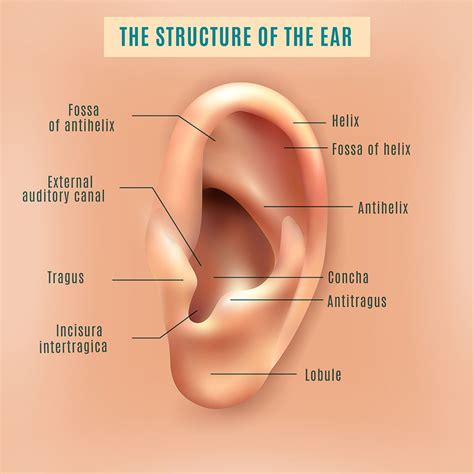 External Ear Anatomy A Comprehensive Guide To Auricular Structure