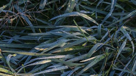 Autumn Fall Grass Season Cold Powerpoint Background For Free Download