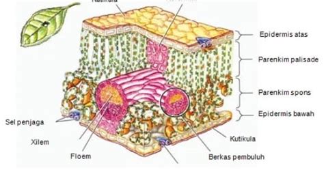Struktur Dan Fungsi Jaringan Daun Materi Ipa Kelas Viii Pojok Ipa