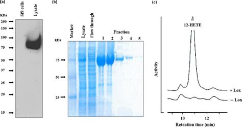 Eukaryotic Expression Of Recombinant Myxococcus Fulvus Lox1 Mf‐lox1 Download Scientific