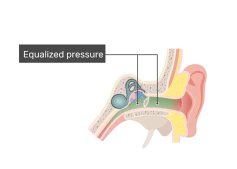 Eustachian Tubes Auditory Tubes Of The Pharynx