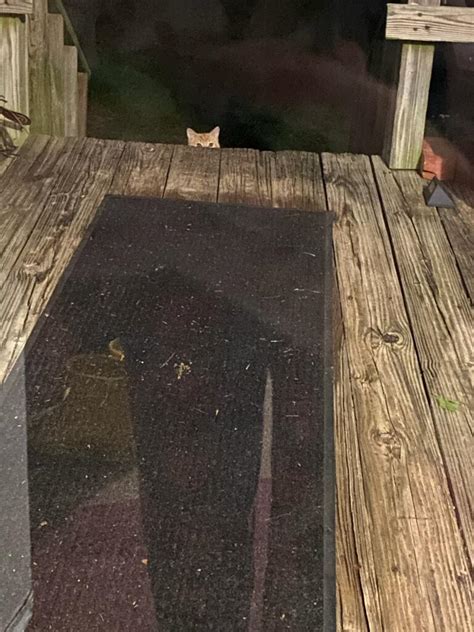 Peeping Tom Rthereisnocat