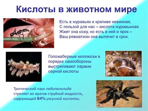 Кислоты в животном и растительном мире - презентация онлайн