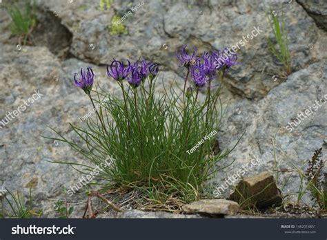Phyteuma Hemisphaericum Campanulaceae Grindelwald Switzerland Stock