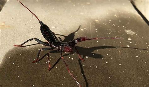 Uropygi Whip Scorpions Facts Distribution And Population Biodb
