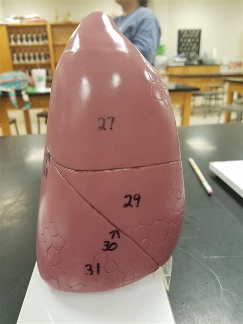 Right Lung Diagram Quizlet