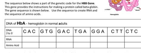 Solved The Sequence Below Shows A Part Of The Genetic Code For The Hbb