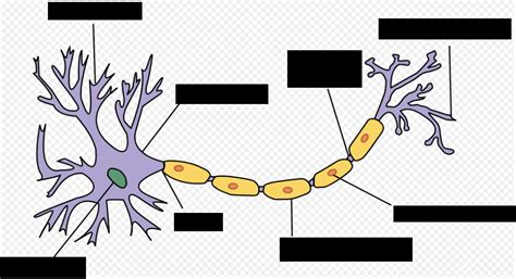 Psychology Basic Structure Of A Neuron Diagram Quizlet