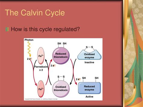 Ppt The Chloroplast And Photosynthesis Powerpoint Presentation Free Download Id583462