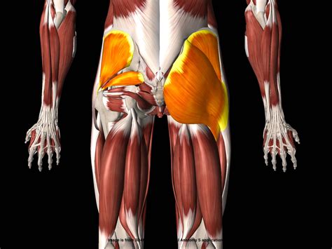 Hip Abductor Machine Muscles Used