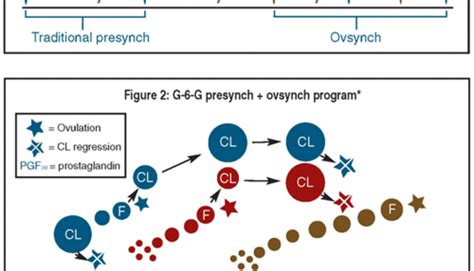 A New More Effective Presynch