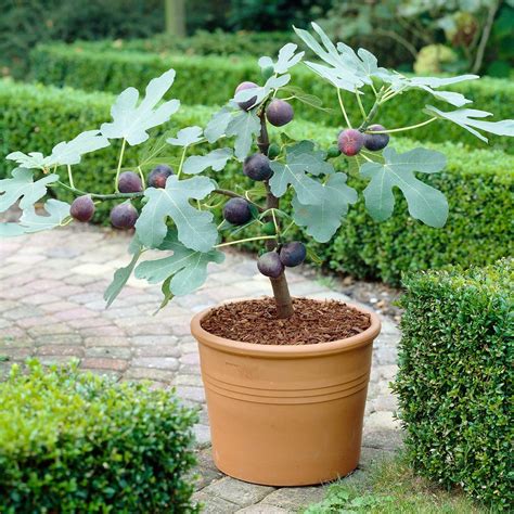 Fruit Cocktail Trees For Sale